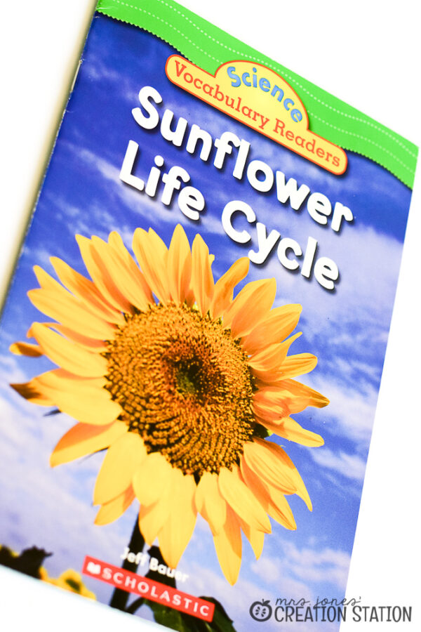 SUNFLOWER LIFE CYCLE - Mrs. Jones Creation Station