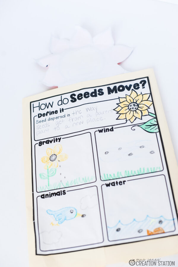 INTERACTIVE PLANT LAPBOOK - Mrs. Jones Creation Station
