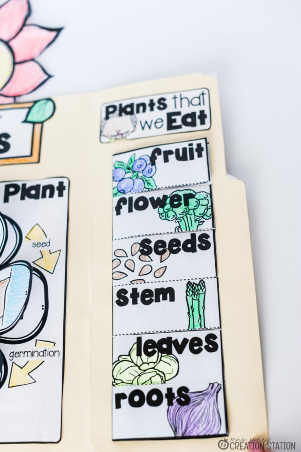INTERACTIVE PLANT LAPBOOK - Mrs. Jones Creation Station