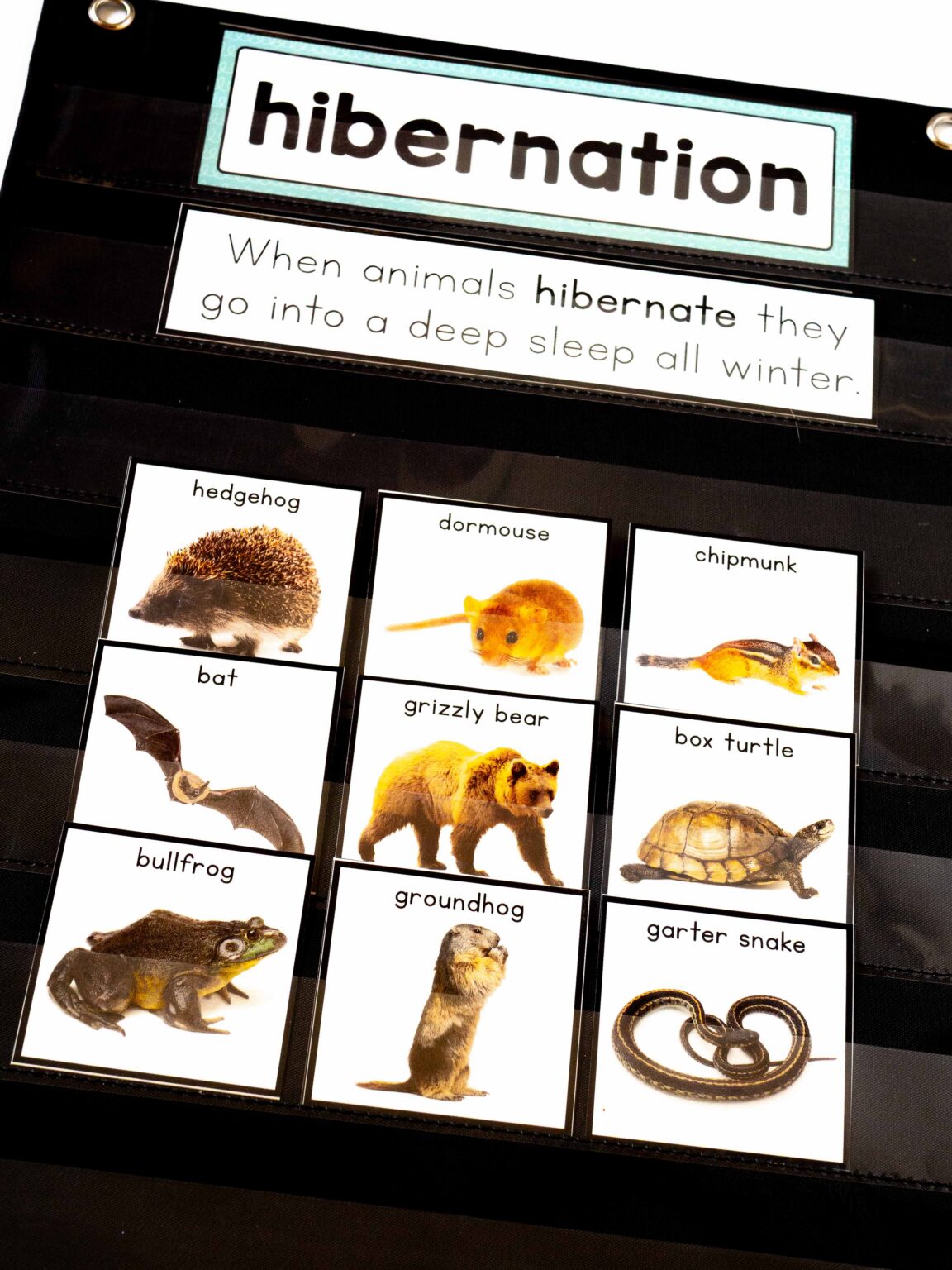 How to Teach Animals in Winter | Kindergarten Science Unit