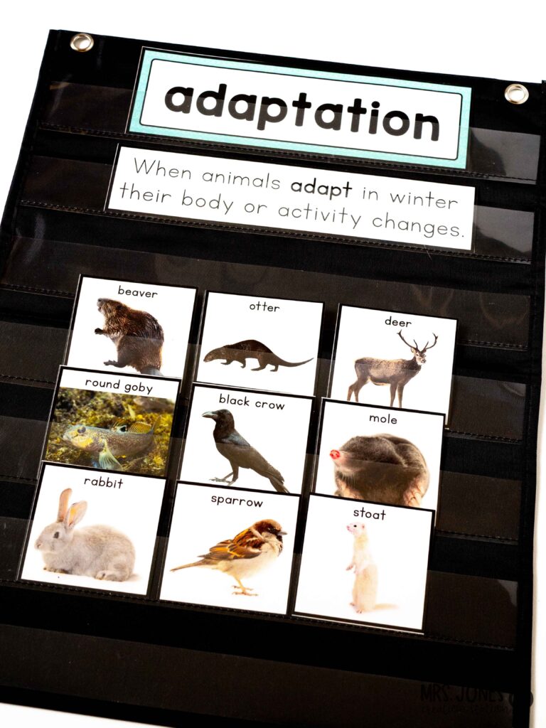 How to Teach Animals in Winter | Kindergarten Science Unit